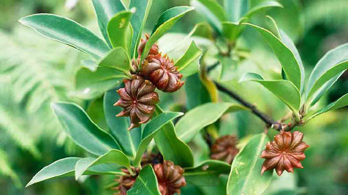โป๊ยกั๊ก - Illicium verum Hook.f. • เครื่องบรรจุแคปซูล เครื่องบดสมุนไพร ...